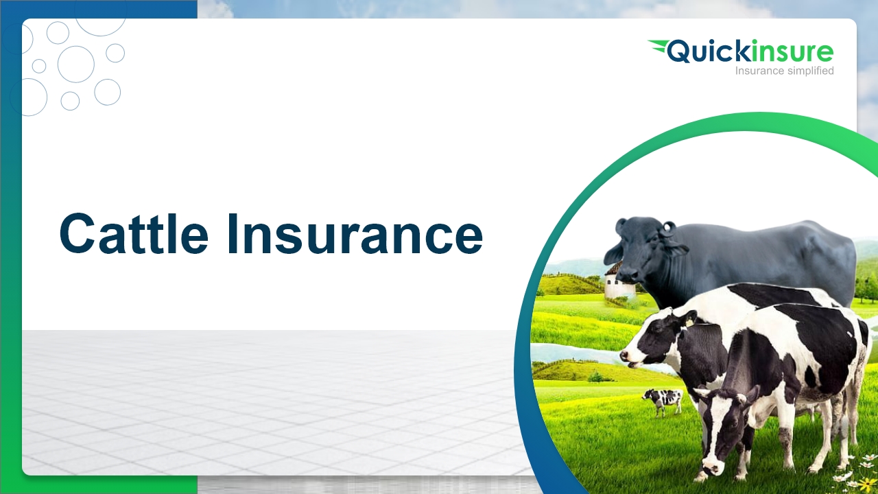 Cattle Insurance - Quickinsure LMS